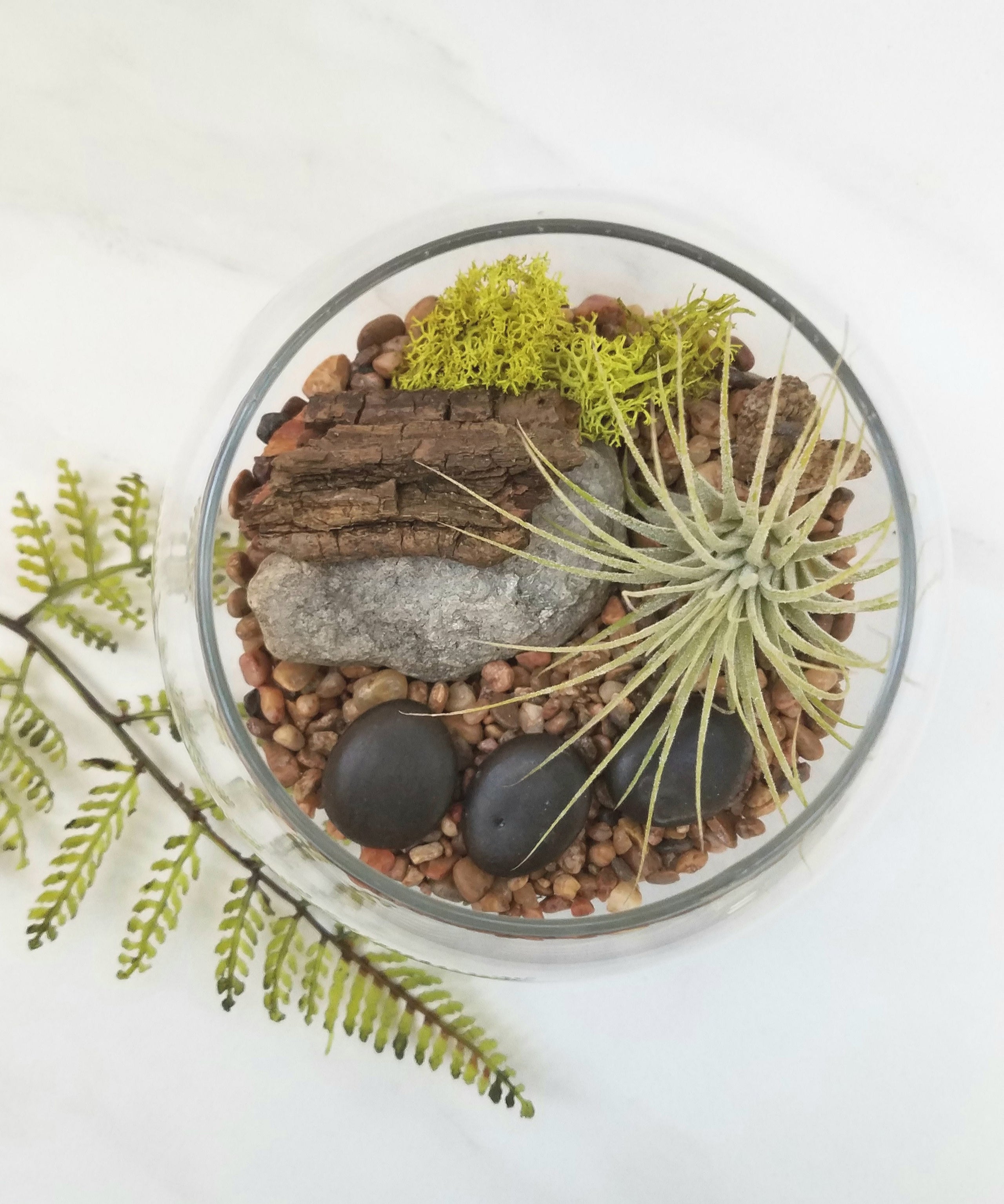 Woodland-Themed Air Plant Terrarium Kit | Tilly Lane | Queen Bee ...